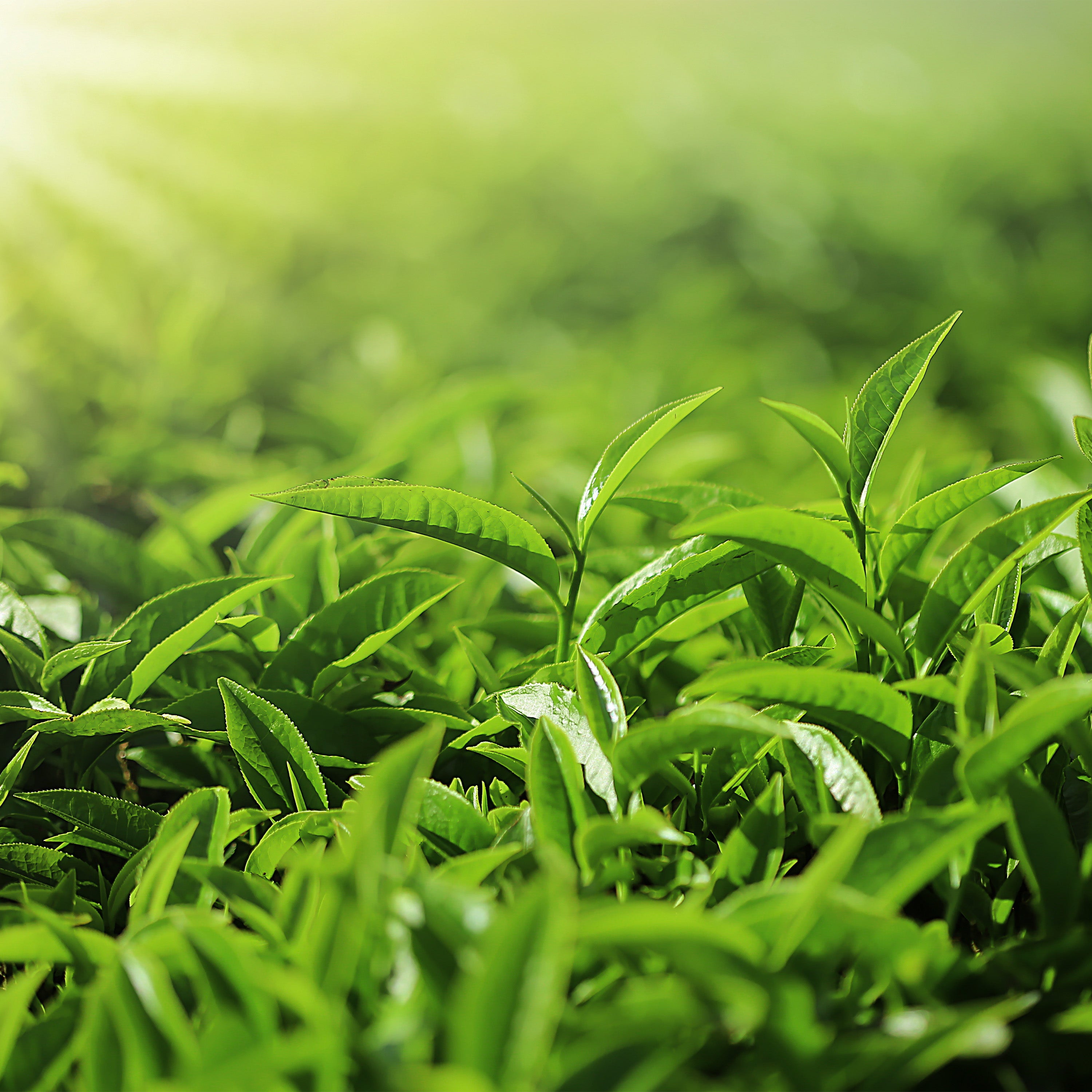 Gypsy Syrup Match & Dates Farnesense - Hair Treatment Mask | Haircare ...