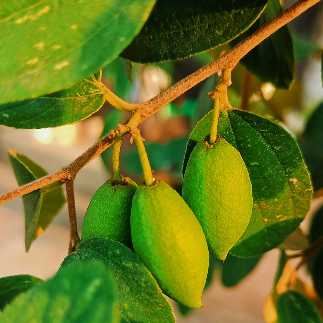 Gypsy Syrup Vepo - Shampoo | Haircare Product For Women